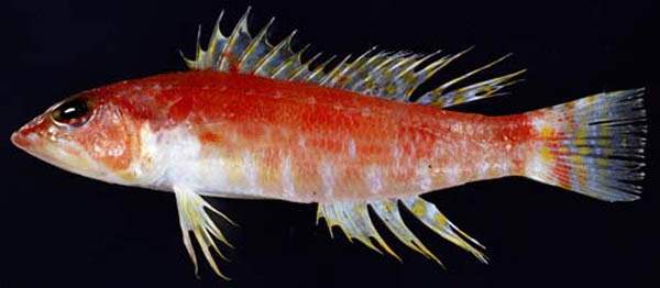 201802_Chelidoperca_tosaensis