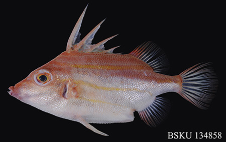 Laboratory of Marine Biology (BSKU)